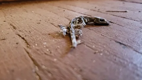 A dead lizard body sits decaying on the ... | Stock Video | Pond5