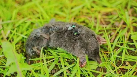 Dead Mole on Green Grass - Flies Gather ... | Stock Video | Pond5