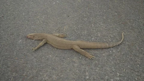 Dead Monitor Lizard lying on road, India... | Stock Video | Pond5