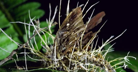 Dead moth, infected with Cordyceps fung... | Stock Video | Pond5