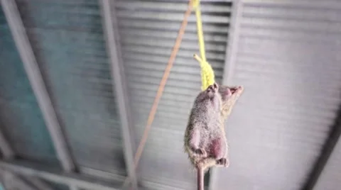 Dead mouse hanged with rope | Stock Video | Pond5