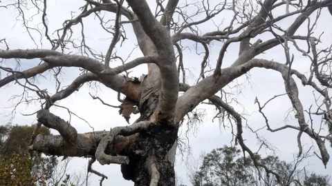 Dead old white gum tree. Burnt at the ba... | Stock Video | Pond5
