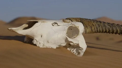 Dead oryx animal skull rests on Namib De... | Stock Video | Pond5