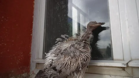 Dead Pigeon Stock Videos – Royalty-Free HD & 4K Videos | Pond5