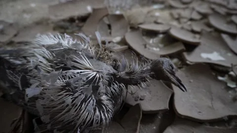 Pigeon Anatomy Stock Videos – Royalty-Free HD & 4K Videos