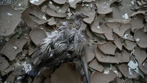 Dead Pigeon Stock Videos – Royalty-Free HD & 4K Videos | Pond5