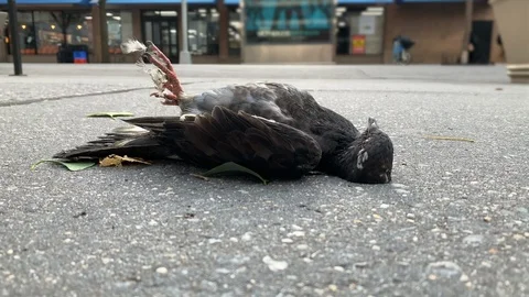 dead pigeon on sidewalk in busy street p... | Stock Video | Pond5