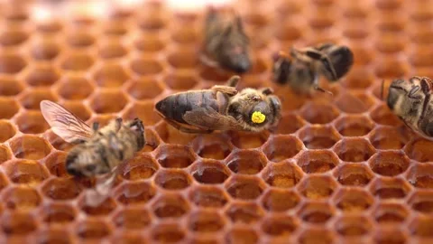 A dead queen bee on a honeycomb | Stock Video | Pond5