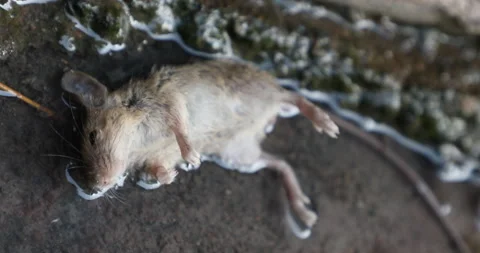 Water Rat Stock Footage ~ Royalty Free Stock Videos | Pond5