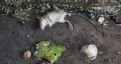 Dead Rat Floating In drainage Water | Stock Video | Pond5