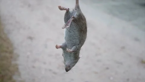 Hanging Rat Stock Video Footage | Royalty Free Hanging Rat Videos | Pond5
