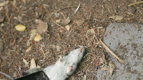 Stepping Stone Stock Footage ~ Royalty Free Stock Videos | Pond5