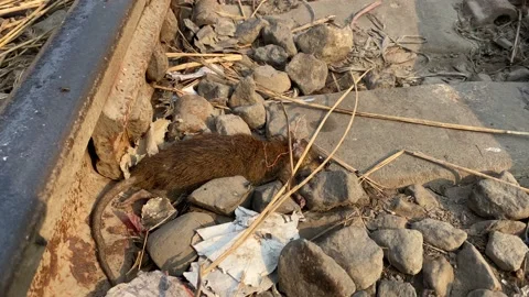 Train Trap Foor Stock Video Footage | Royalty Free Train Trap Foor ...