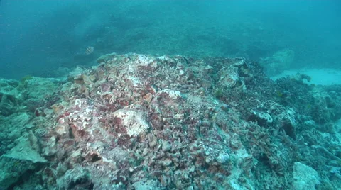 Reef Damage Stock Footage ~ Royalty Free Stock Videos | Pond5