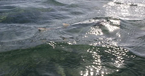 Bass Water Sea Stock Footage ~ Royalty Free Stock Videos | Pond5