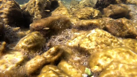 Dead Sea toothcarp endemic to the Dead S... | Stock Video | Pond5