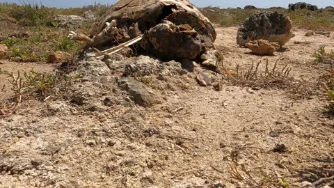 Dead sea turtle rotting carcass lying on... | Stock Video | Pond5