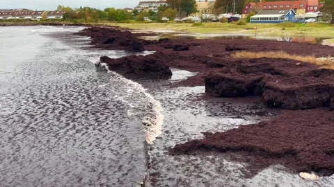 Dead seaweed algae washed up on the beac... | Stock Video | Pond5