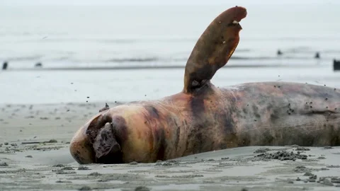 Dead shark washed up on sand beach, rott... | Stock Video | Pond5