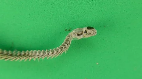 Dead snake isolated on green background.... | Stock Video | Pond5
