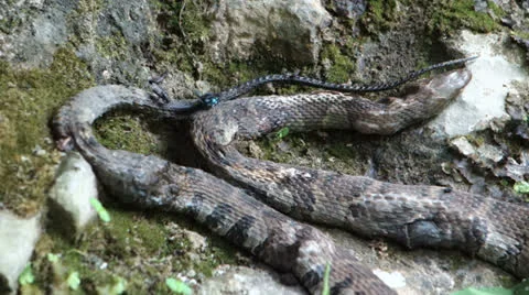 dead snake rotting rot close flies | Stock Video | Pond5