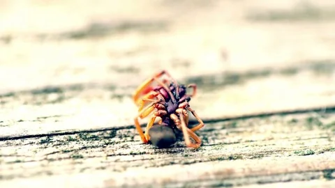 Dead spider outside | Stock Video | Pond5