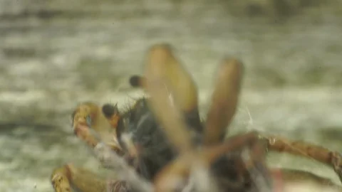dead spiders | Stock Video | Pond5