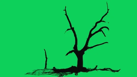Tree Green Screen Stock Videos – Royalty-Free HD & 4K Videos | Pond5