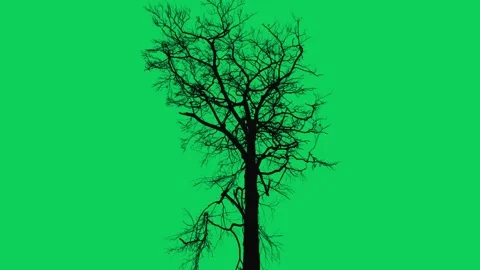 Dead tree, dry tree vector animation on ... | Stock Video | Pond5