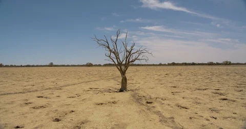 Dead tree in a lifeless field in the ari... | Stock Video | Pond5