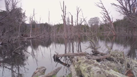 Dead trees in Beaver Pond in tierra del ... | Stock Video | Pond5