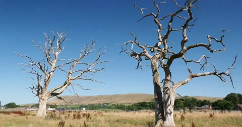 Dead Farmland Stock Videos – Royalty-Free HD & 4K Videos