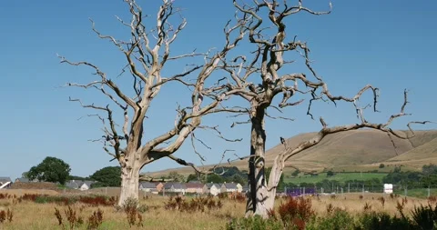 Dead Farmland Stock Videos – Royalty-Free HD & 4K Videos