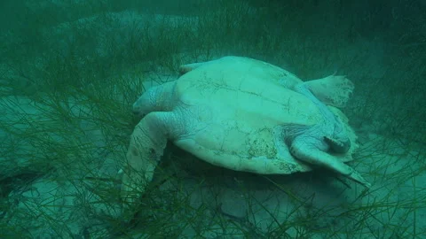 Dead Ocean Floor Stock Video Footage | Royalty Free Dead Ocean Floor ...