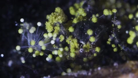 dead zombie ant infected by Codyceps fu... | Stock Video | Pond5