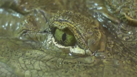 Deadly Alligator Resting and Staring at ... | Stock Video | Pond5