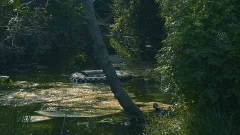 Deadly creepy swamp dumped with garbage ... | Stock Video | Pond5