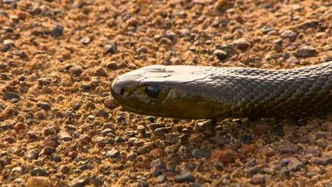 Deadly inland taipan snake | Stock Video | Pond5