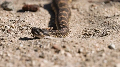 deadly looking northern Pacific rattlesn... | Stock Video | Pond5