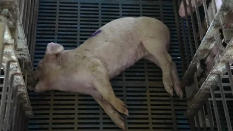 Pig Stock Videos – Royalty-Free HD & 4K Videos