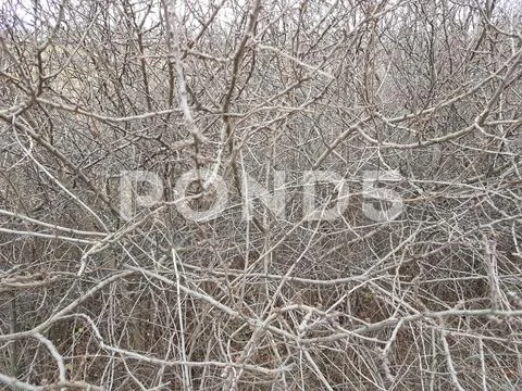 Deaf thickets of shrubs. Texture and background of gray dry branches ...