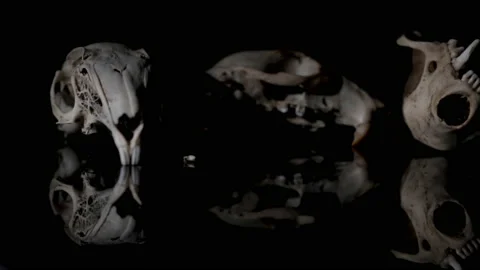 Dying Animals Stock Video Footage | Royalty Free Dying Animals Videos ...