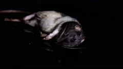 Human Decomposition Time Lapse