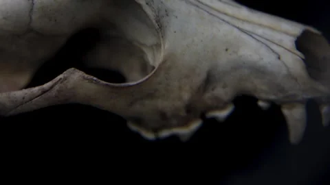 Death close up animal skull and teeth. C... | Stock Video | Pond5