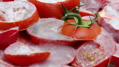 Tomato Decay Stock Video Footage | Royalty Free Tomato Decay Videos | Pond5