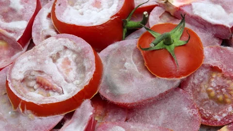 Tomato Decay Stock Video Footage | Royalty Free Tomato Decay Videos | Pond5