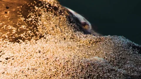 Decay Animal Stock Video Footage | Royalty Free Decay Animal Videos | Pond5