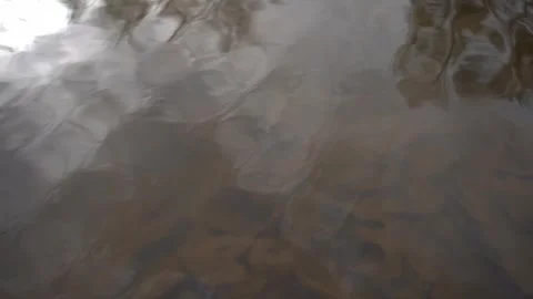 decaying leaves underwater on river text... | Stock Video | Pond5