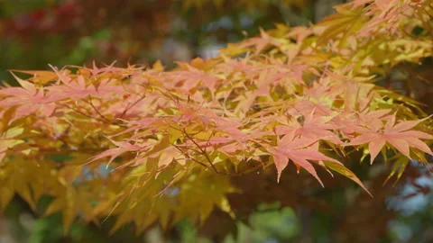Deciduous Shrubs With Palmate Maple Tree... | Stock Video | Pond5
