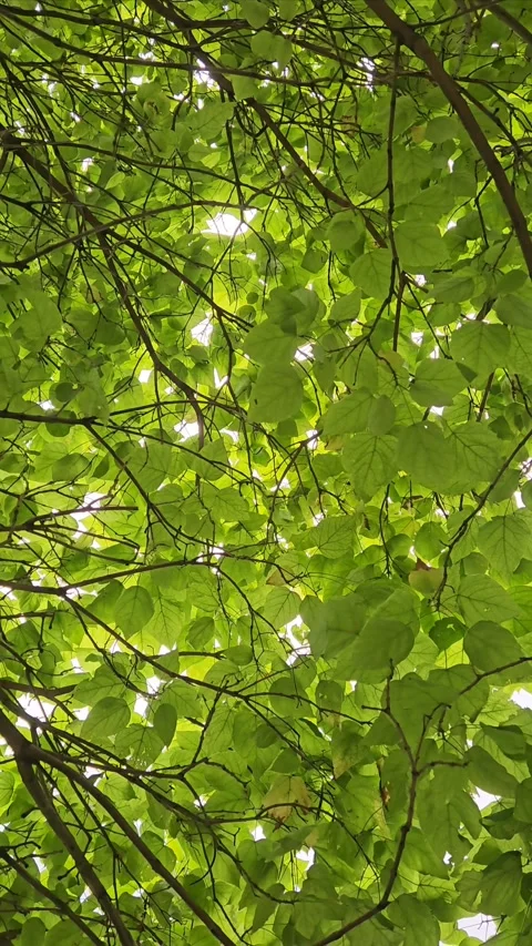 Deciduous tree bottom view of leaves. Fo... | Stock Video | Pond5